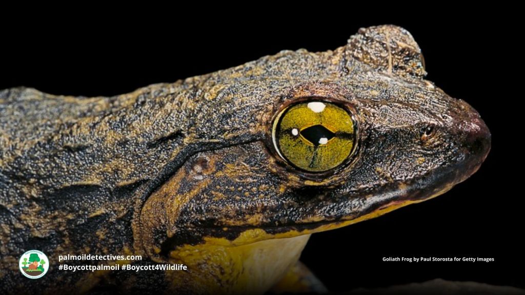 Goliath Frog Conraua goliath – Palm Oil Detectives
