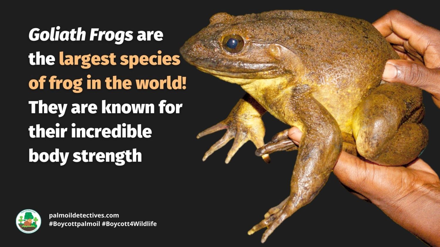 Goliath Frog Conraua goliath – Palm Oil Detectives