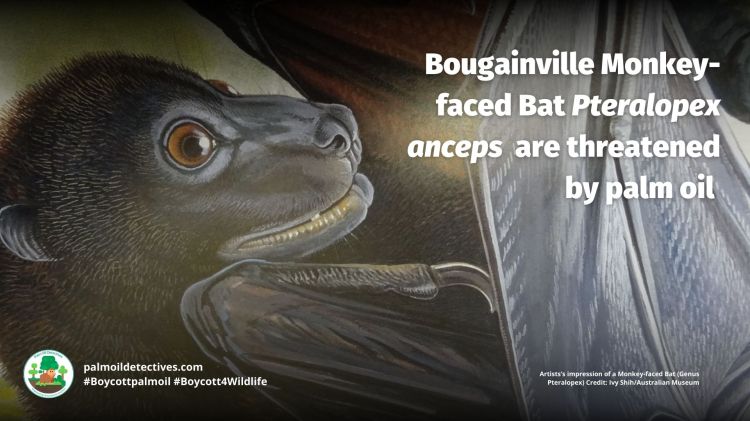 Bougainville Monkey-faced Bat Pteralopex anceps – Palm Oil Detectives
