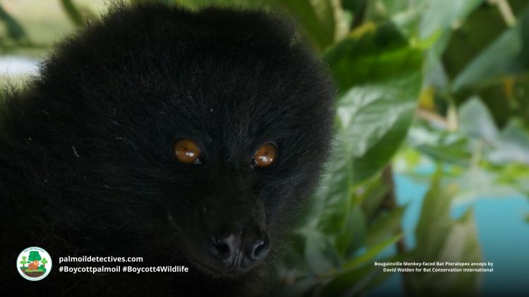 Bougainville Monkey-faced Bat Pteralopex anceps – Palm Oil Detectives