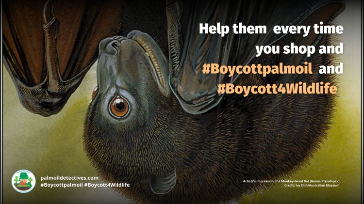 Bougainville Monkey-faced Bat Pteralopex anceps – Palm Oil Detectives