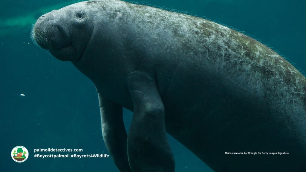 African Manatee Trichechus senegalensis – Palm Oil Detectives