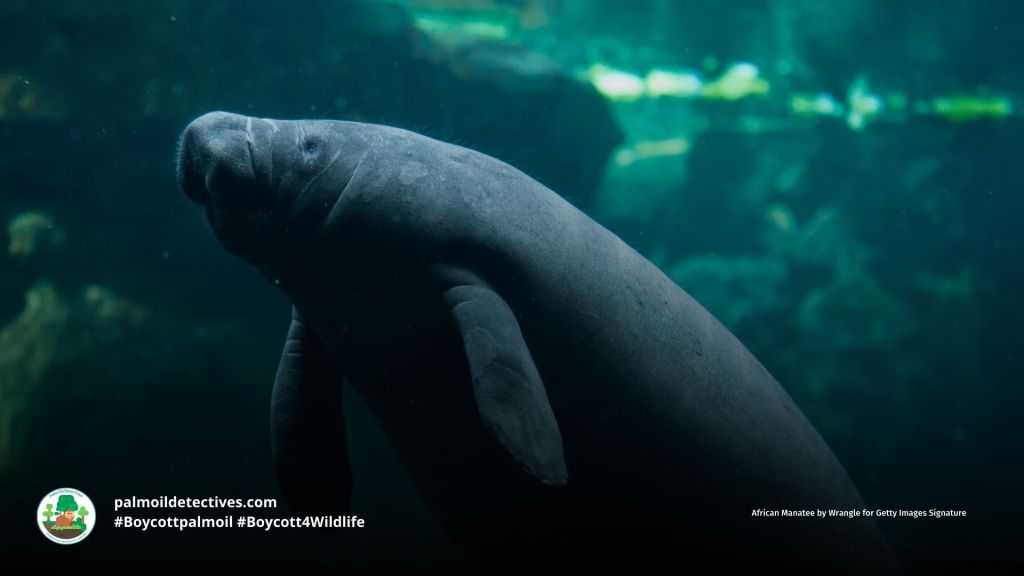 African Manatee Trichechus senegalensis – Palm Oil Detectives