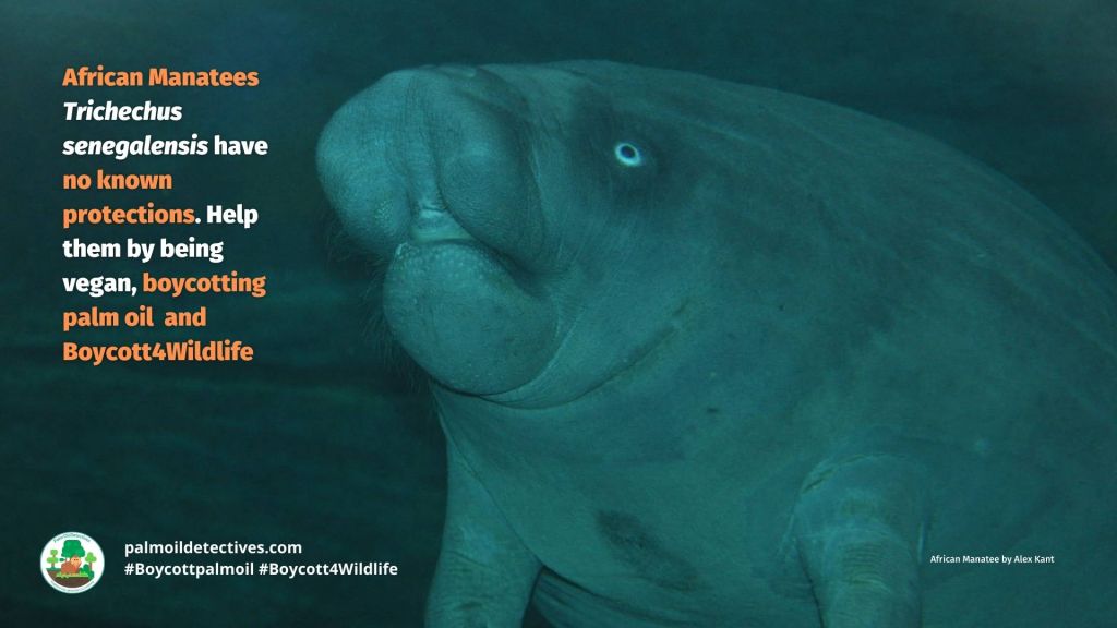African Manatee Trichechus senegalensis - Palm Oil Detectives