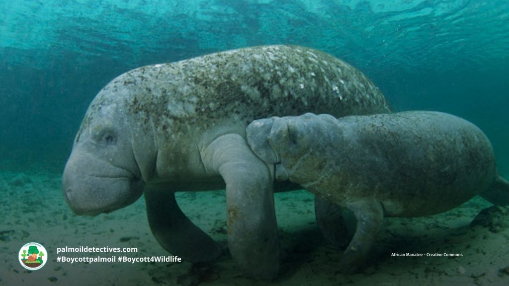 African Manatee Trichechus senegalensis - Palm Oil Detectives