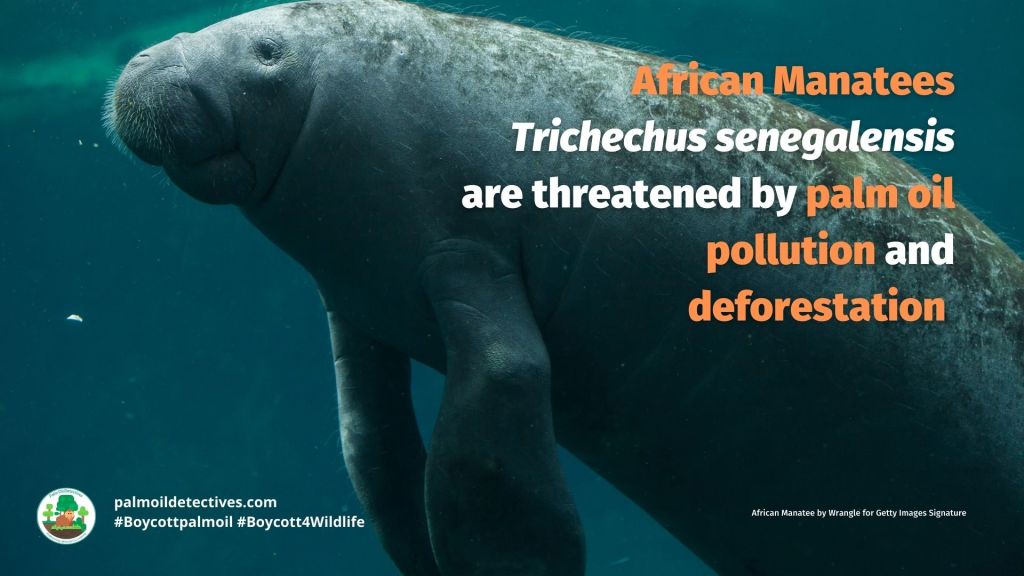 African Manatee Trichechus senegalensis - Palm Oil Detectives