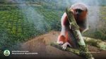 South America: Species Endangered by Palm Oil Deforestation – Palm Oil ...