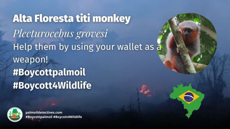 Alta Floresta titi monkey Plecturocebus grovesi – Palm Oil Detectives