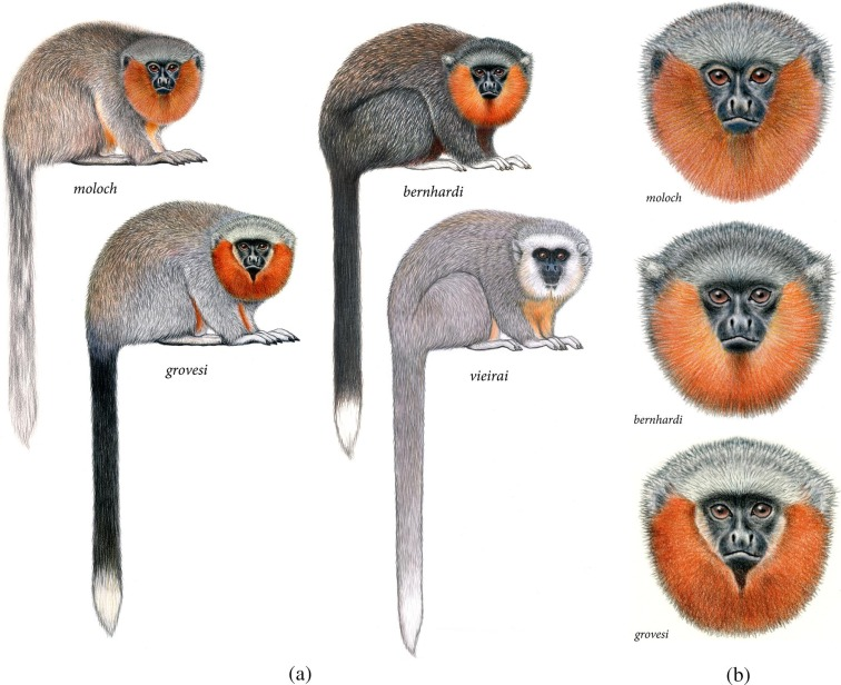 Alta Floresta titi monkey Plecturocebus grovesi – Palm Oil Detectives