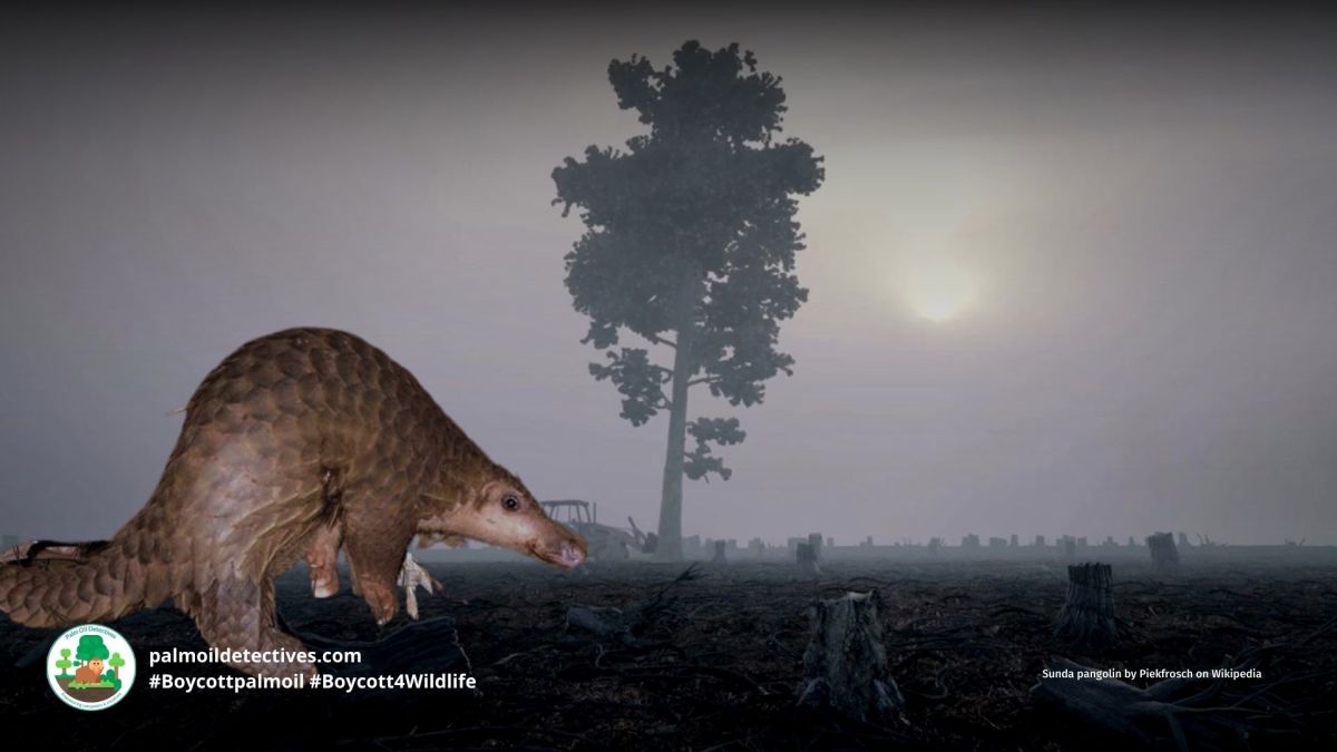 Sunda Pangolin Manis javanica – Palm Oil Detectives