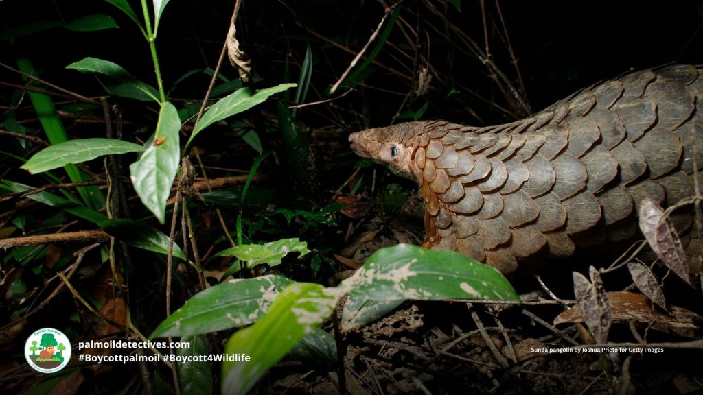 Sunda Pangolin Manis javanica – Palm Oil Detectives