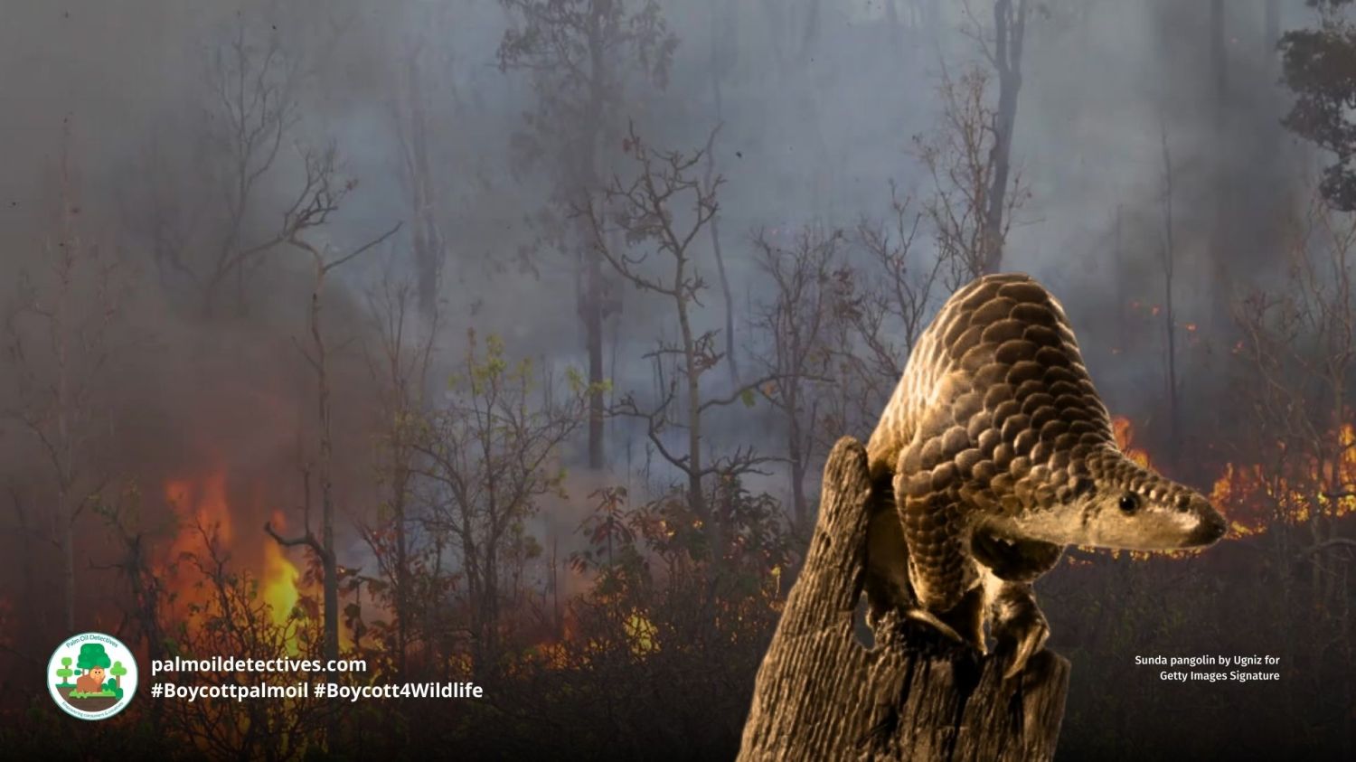 Sunda Pangolin Manis javanica – Palm Oil Detectives