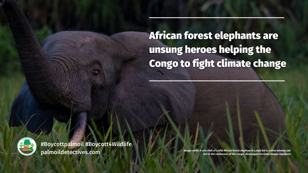 African Forest Elephants Help Fight Climate Change – Palm Oil Detectives