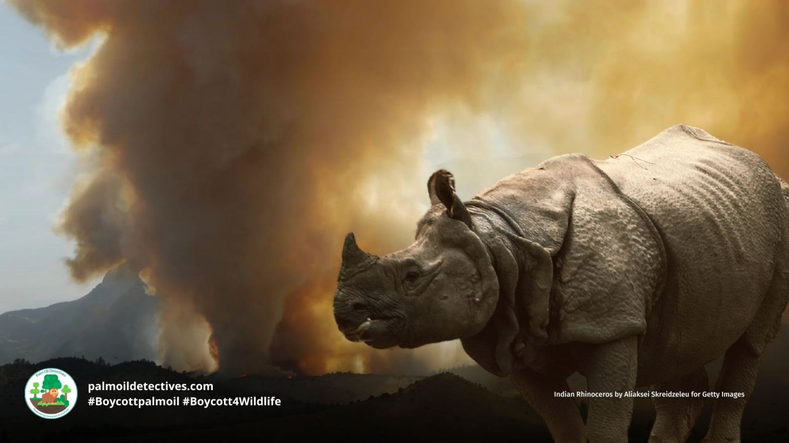 Indian Rhinoceros (Greater One-horned Rhino) Rhinoceros unicornis ...