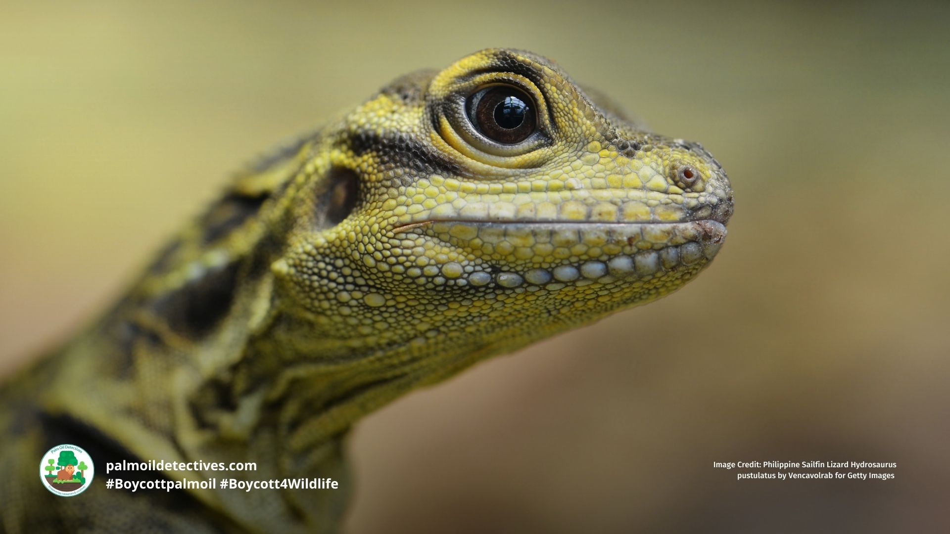 Philippine Sailfin Lizard Hydrosaurus pustulatus – Palm Oil Detectives