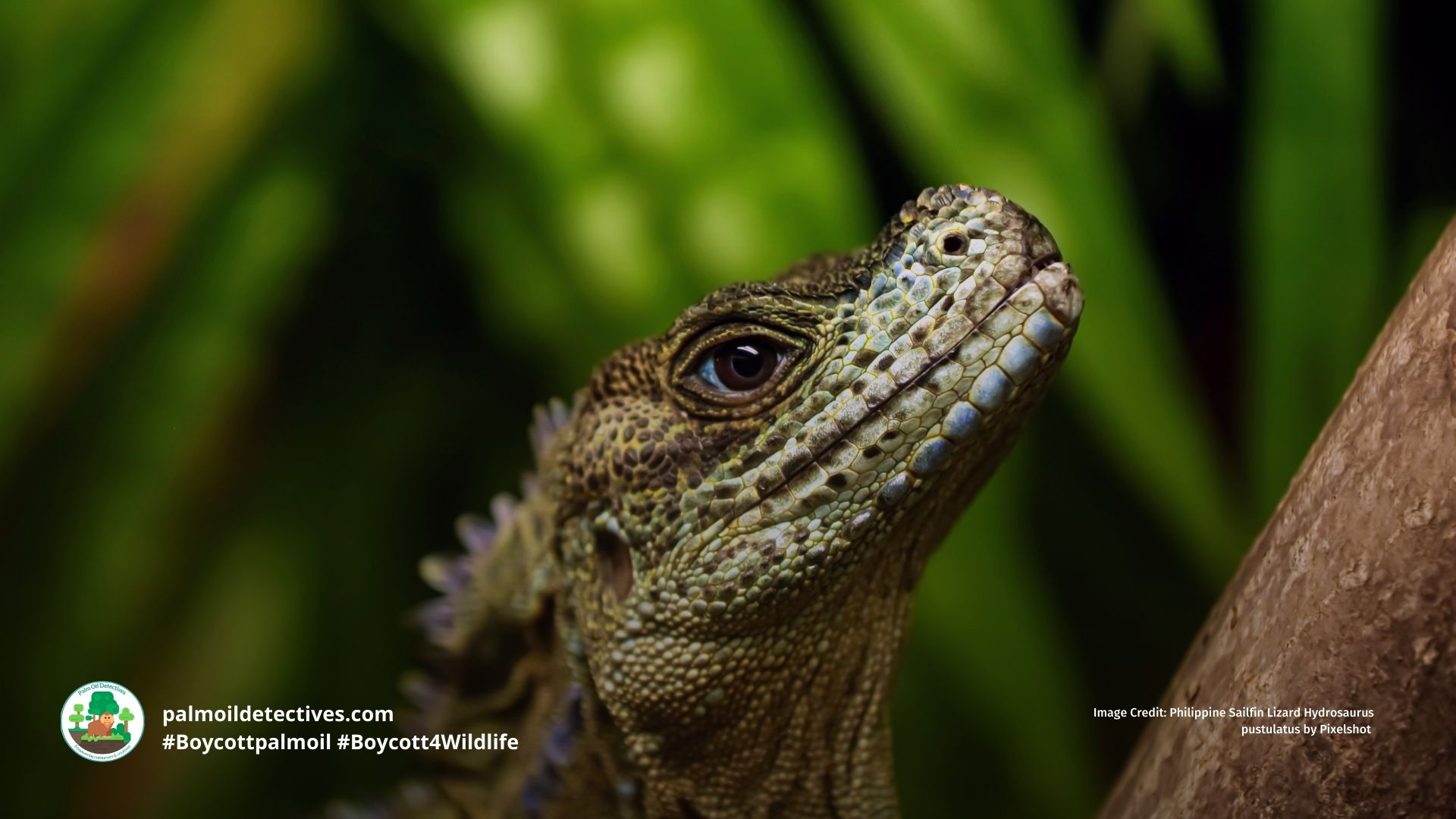 Philippine Sailfin Lizard Hydrosaurus pustulatus – Palm Oil Detectives