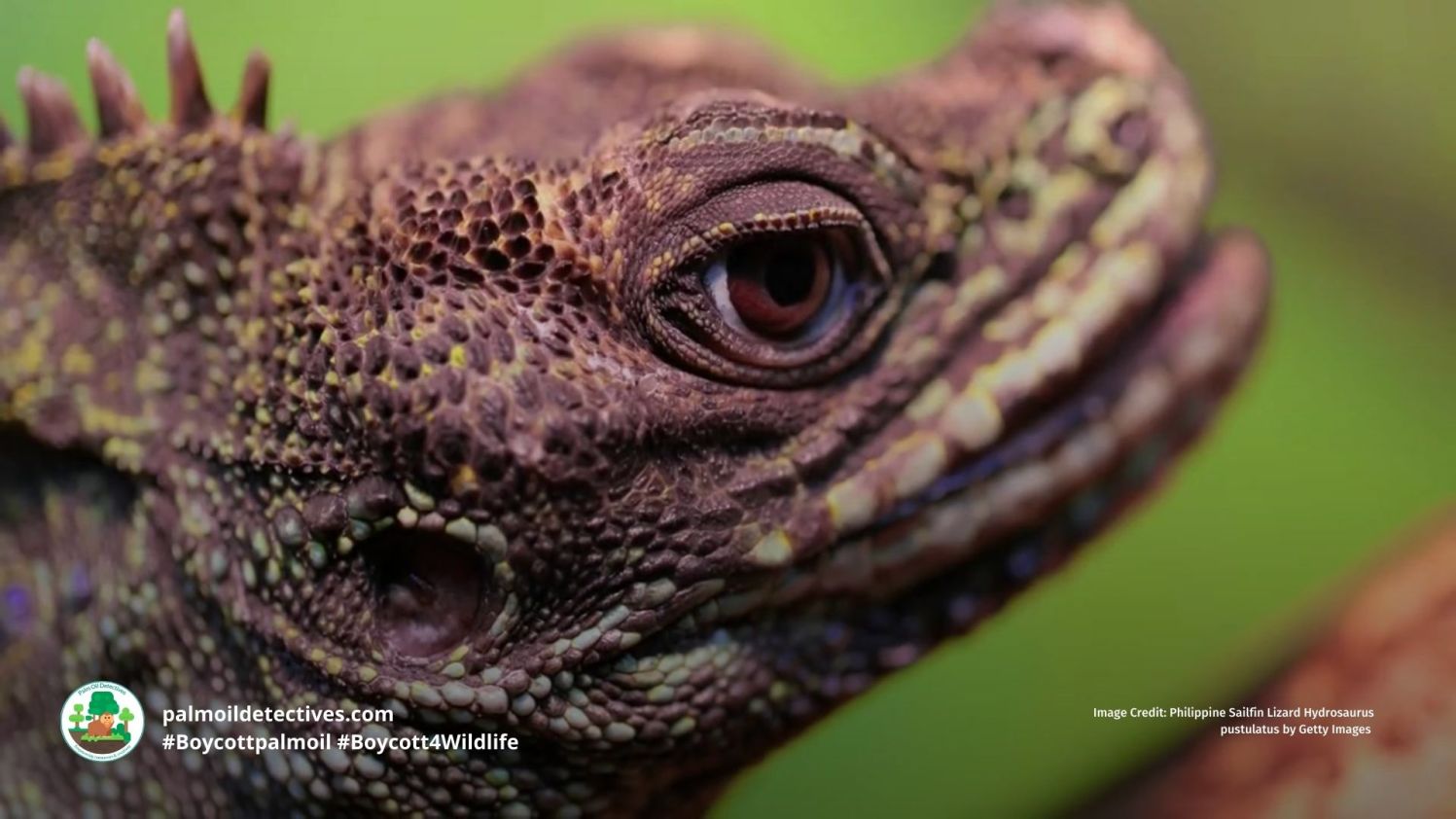 Philippine Sailfin Lizard Hydrosaurus pustulatus – Palm Oil Detectives