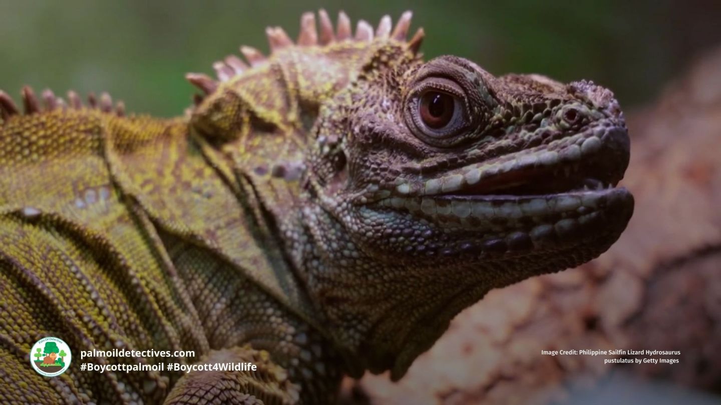 Philippine Sailfin Lizard Hydrosaurus pustulatus – Palm Oil Detectives