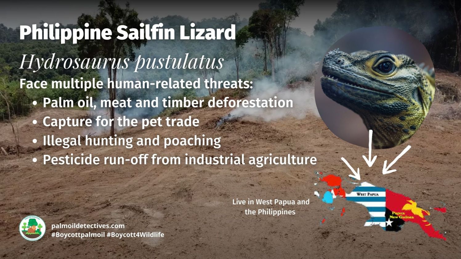 Philippine Sailfin Lizard Hydrosaurus pustulatus – Palm Oil Detectives