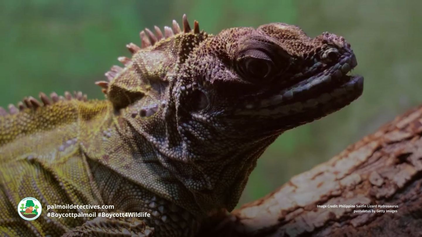 Philippine Sailfin Lizard Hydrosaurus pustulatus – Palm Oil Detectives