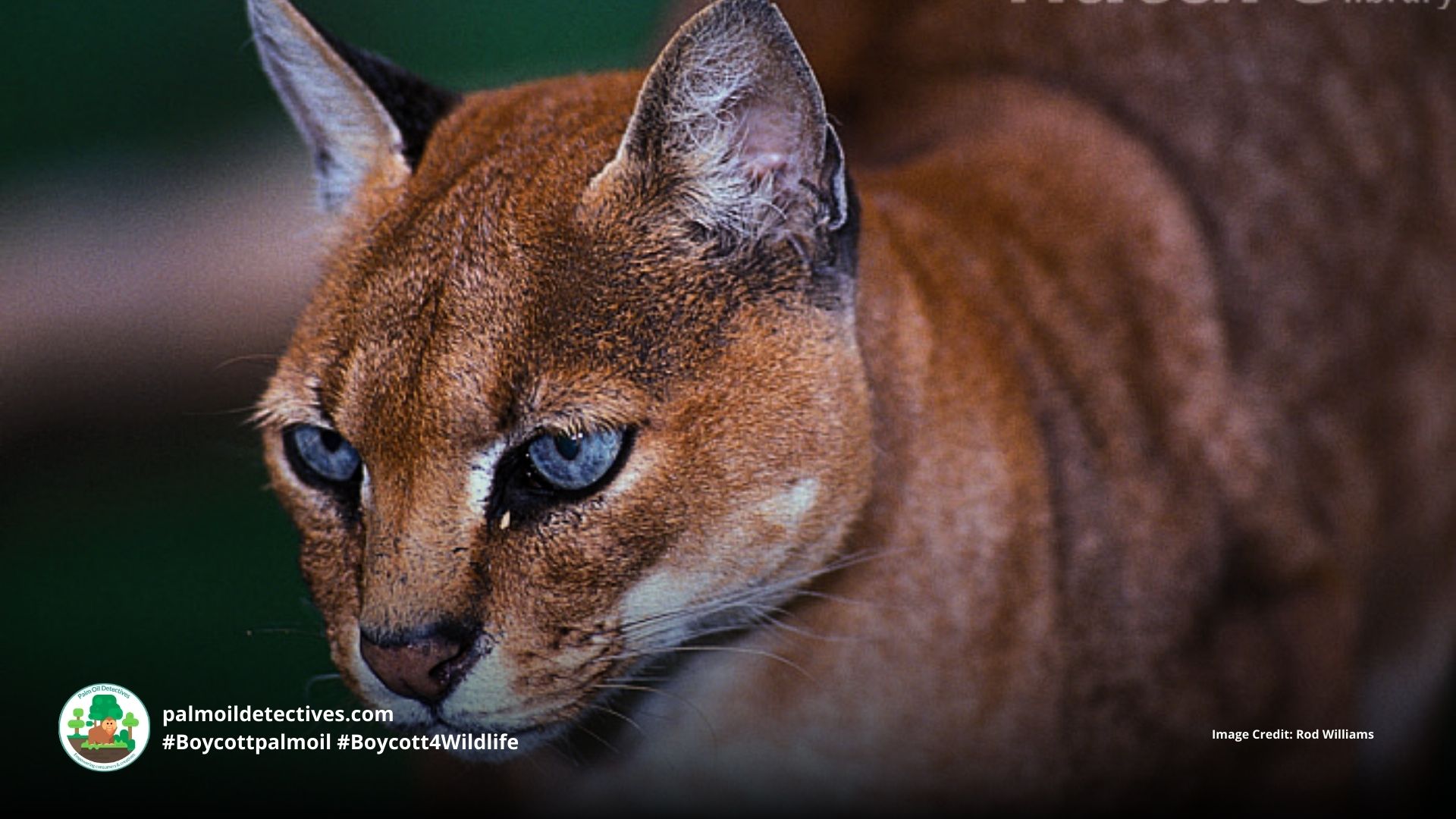 African Golden Cat Caracal aurata – Palm Oil Detectives