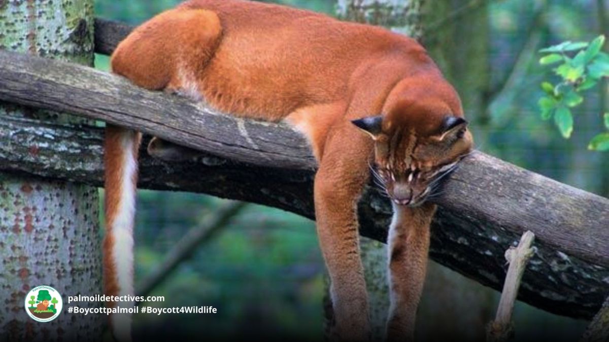 African Golden Cat Caracal aurata – Palm Oil Detectives