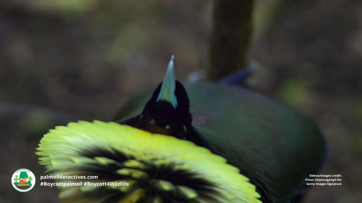 Magnificent Bird of Paradise Cicinnurus magnificus – Palm Oil Detectives