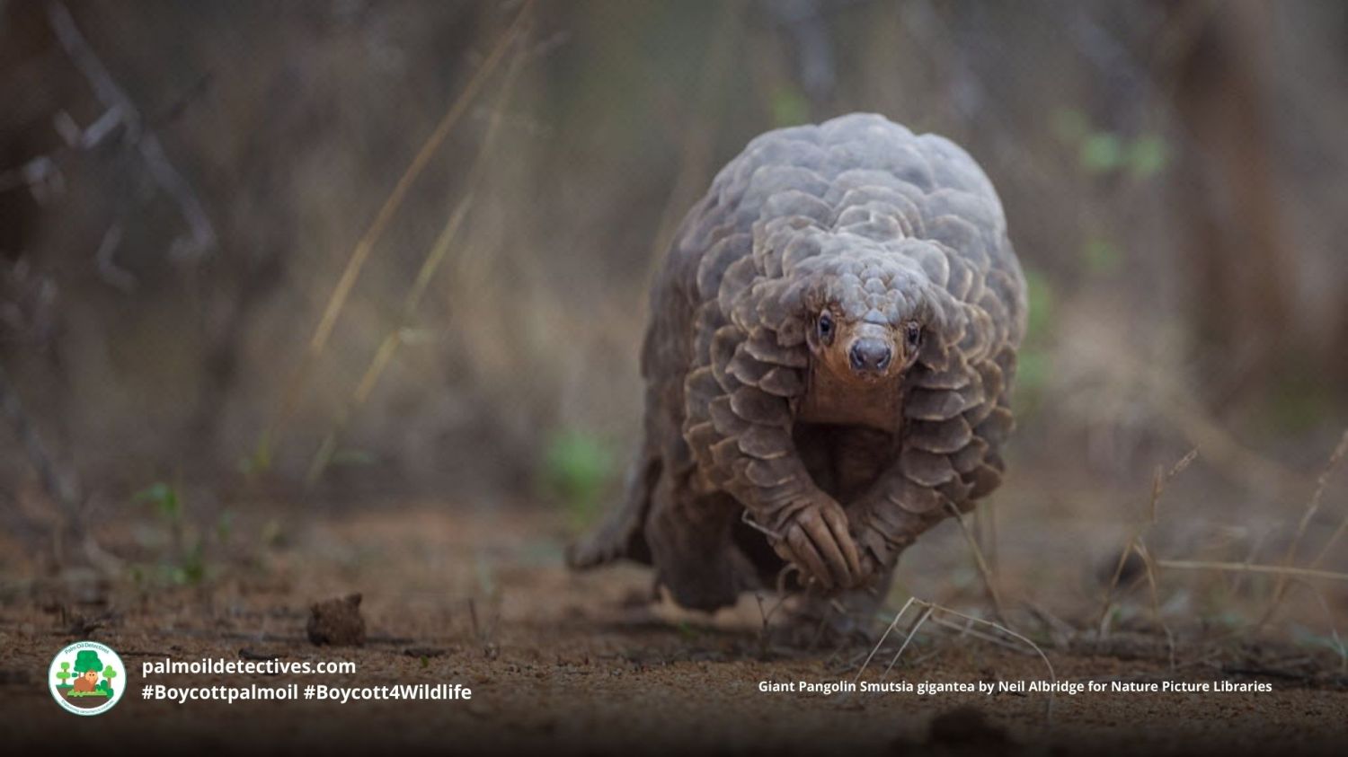 Giant Pangolin Smutsia gigantea – Palm Oil Detectives