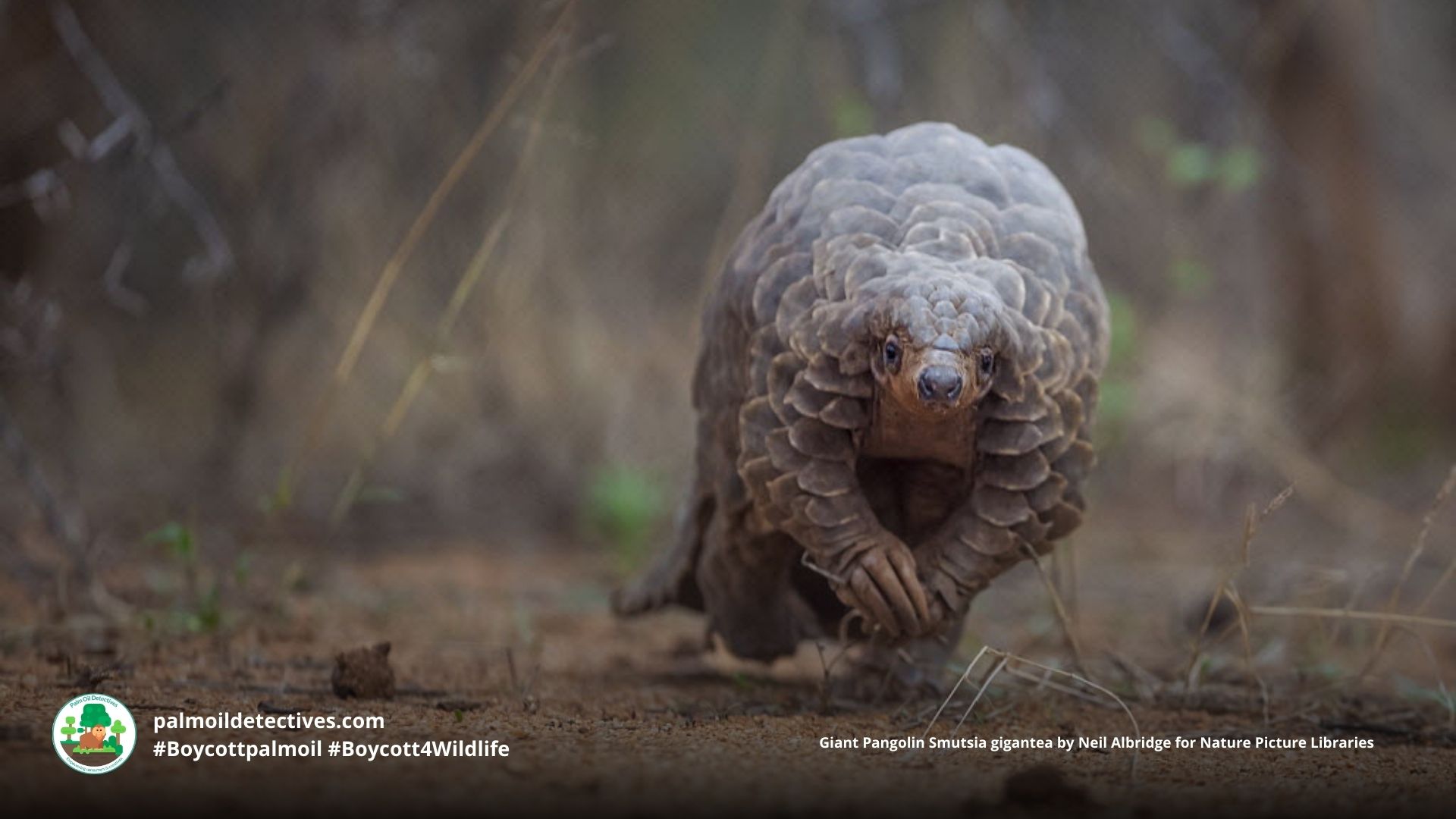 Giant Pangolin Smutsia gigantea – Palm Oil Detectives