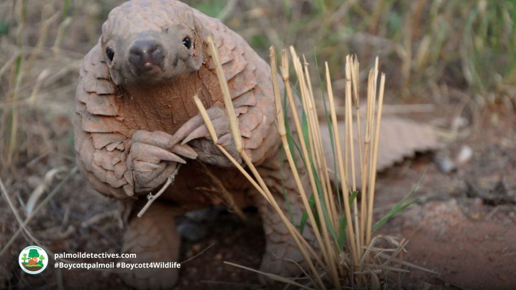 Giant Pangolin Smutsia gigantea – Palm Oil Detectives