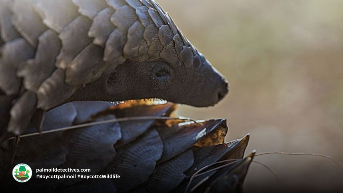 Giant Pangolin Smutsia gigantea – Palm Oil Detectives