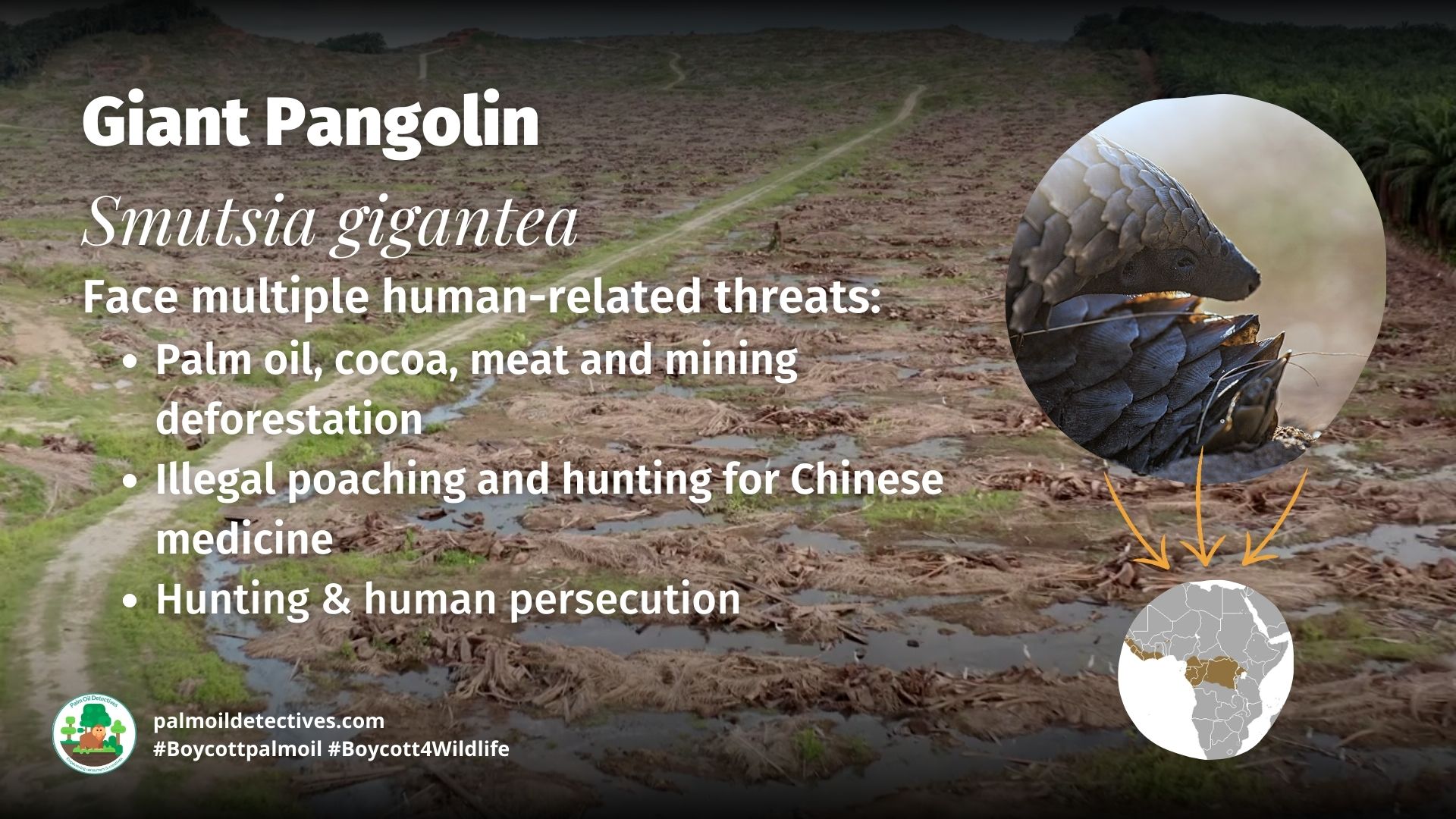 Giant Pangolin Smutsia gigantea – Palm Oil Detectives