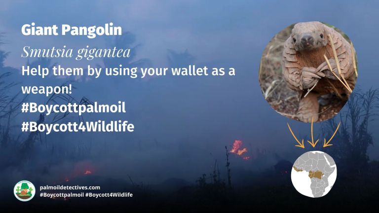 Giant Pangolin Smutsia gigantea – Palm Oil Detectives