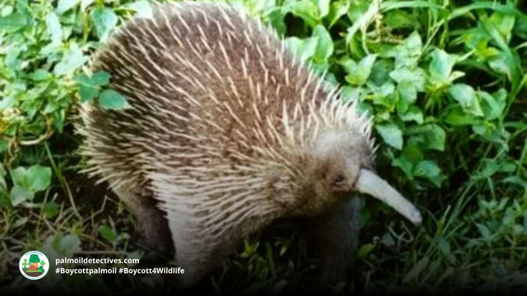 Attenborough's Long-Beaked Echidna Zaglossus attenboroughi - Palm Oil ...