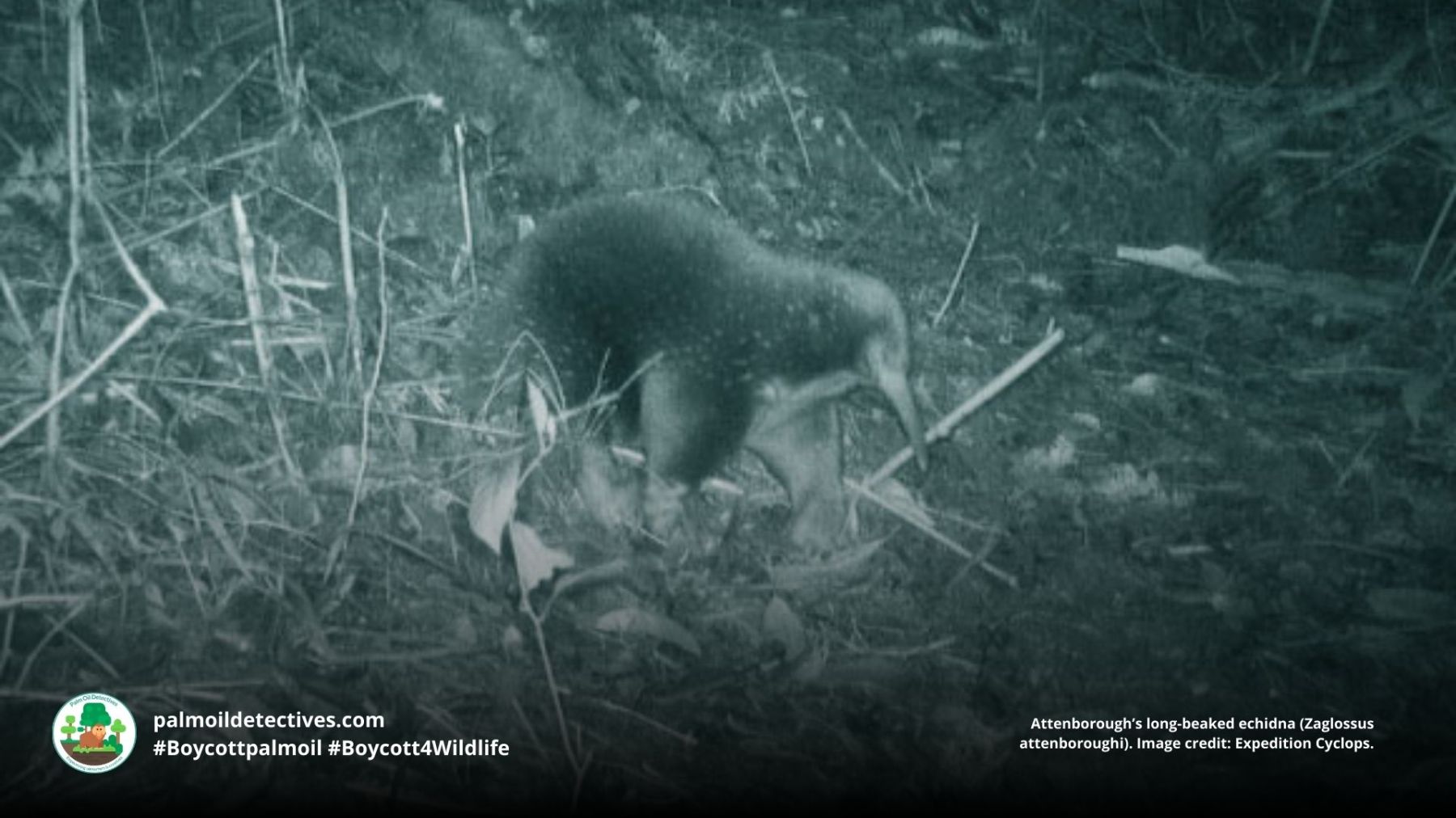 Attenborough's Long-Beaked Echidna Zaglossus attenboroughi - Palm Oil ...