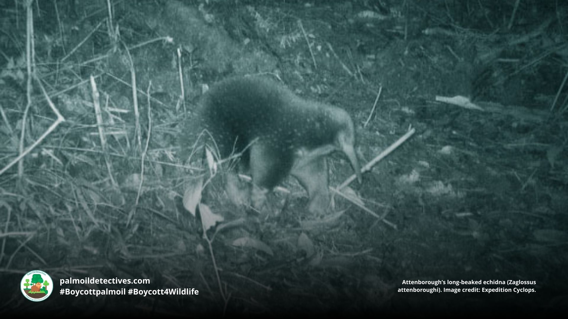 Attenborough's Long-Beaked Echidna Zaglossus attenboroughi - Palm Oil ...