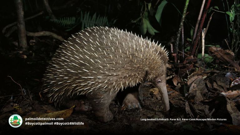 Attenborough’s Long-Beaked Echidna Zaglossus attenboroughi – Palm Oil ...