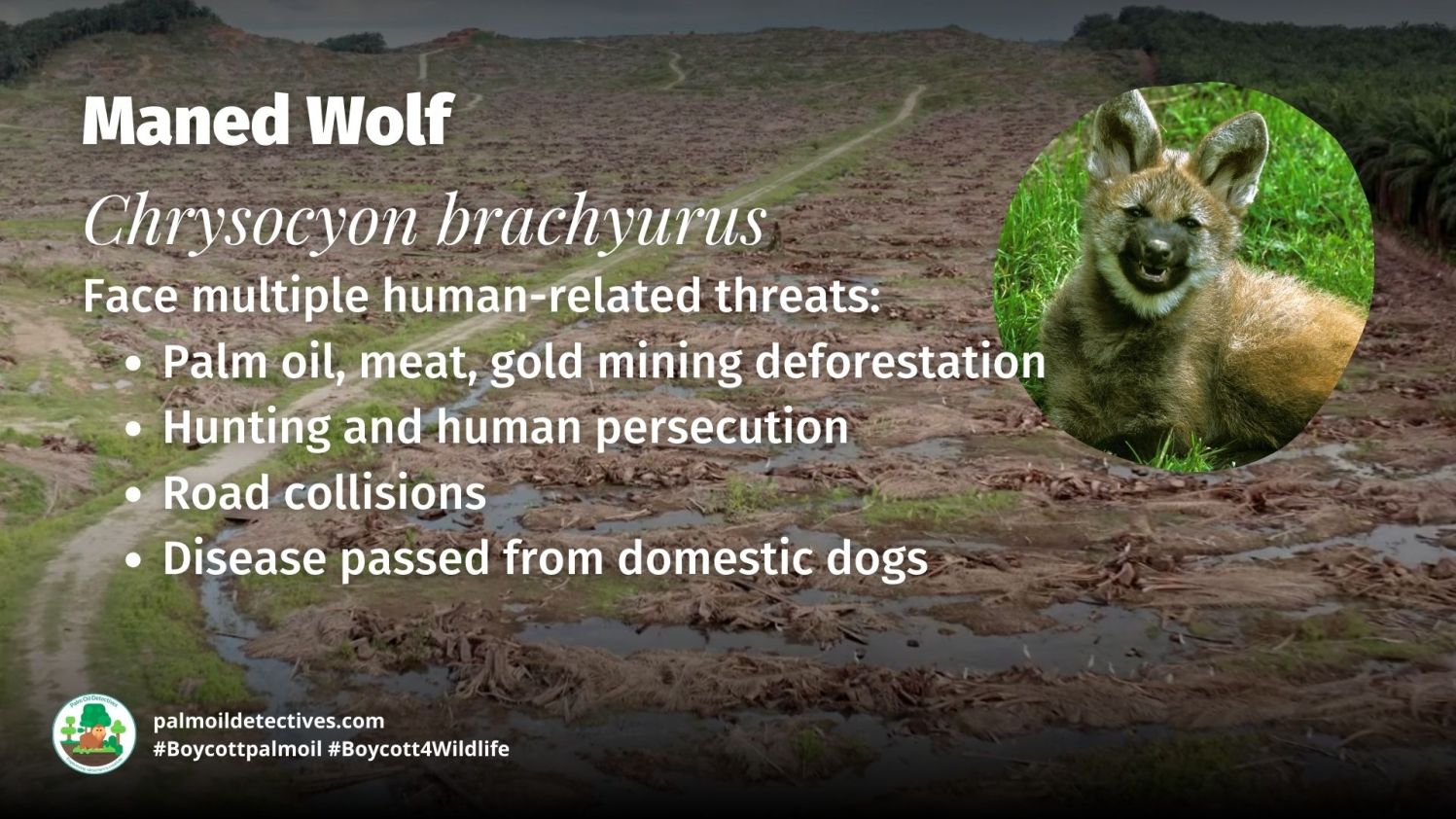 Maned Wolf Chrysocyon brachyurus – Palm Oil Detectives