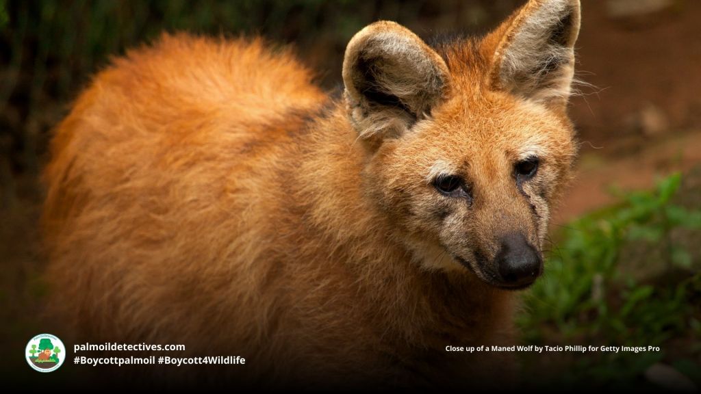 Maned Wolf Chrysocyon brachyurus – Palm Oil Detectives