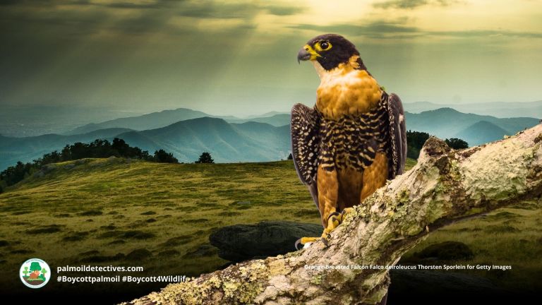 Species Endangered by Palm Oil Deforestation – Palm Oil Detectives