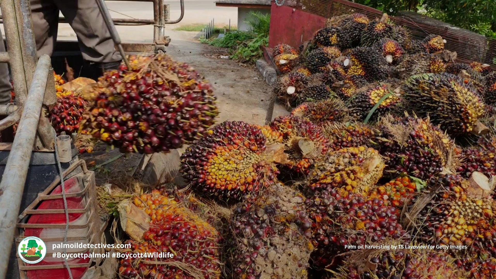 Palm Oil Protesters Silenced and Arrested in Congo – Palm Oil Detectives