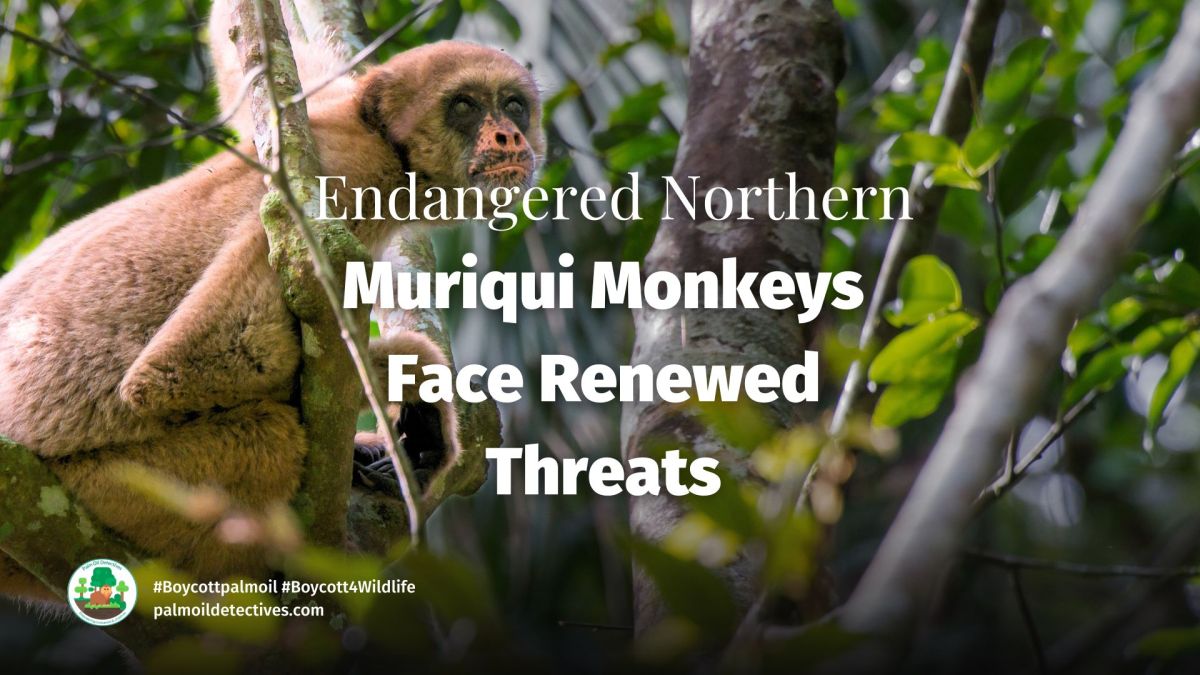 Endangered Northern Muriqui Monkeys Face Renewed Threats - Palm Oil ...