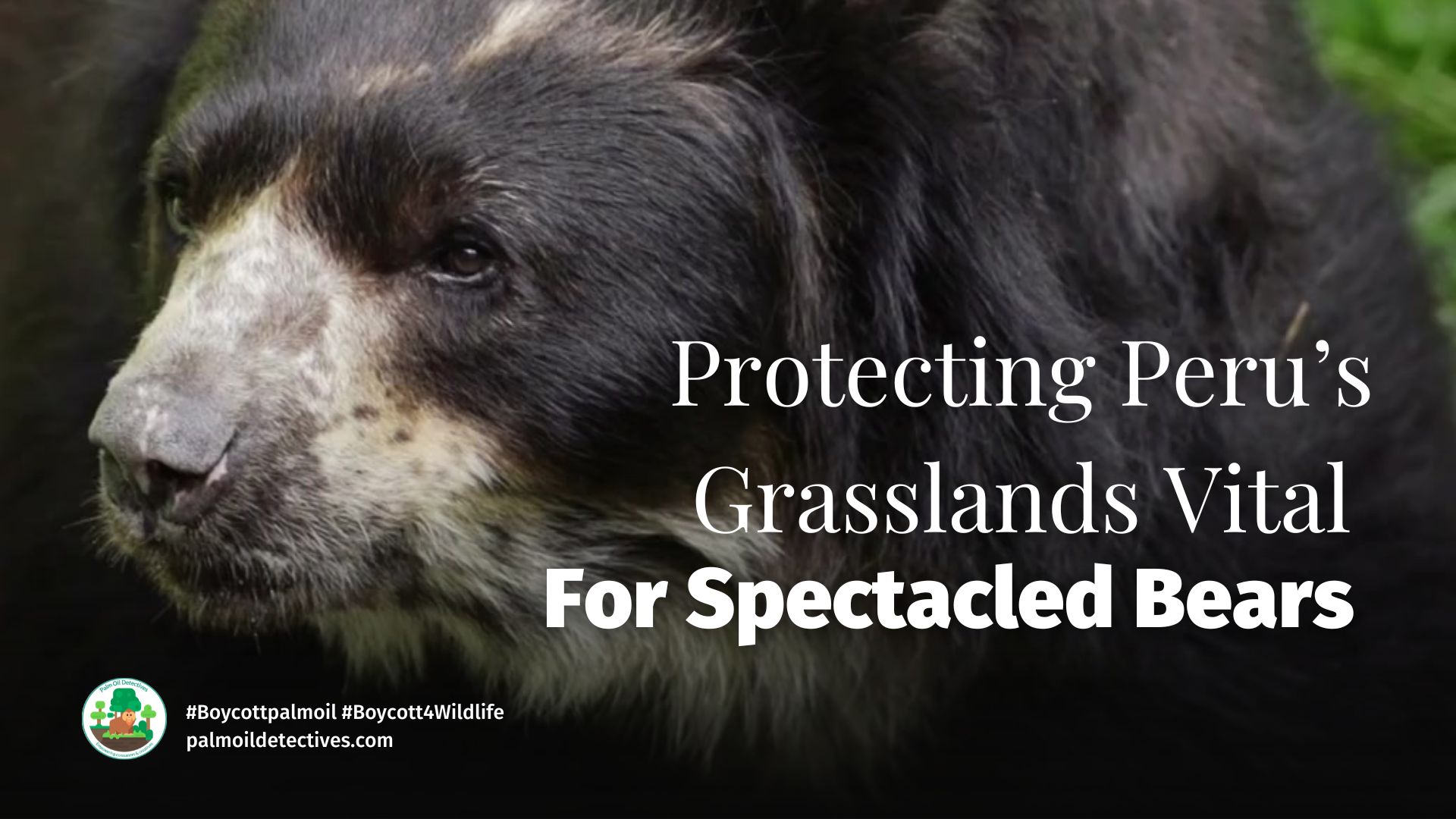 Protecting Peru’s Grasslands Vital for Spectacled Bears – Palm Oil ...
