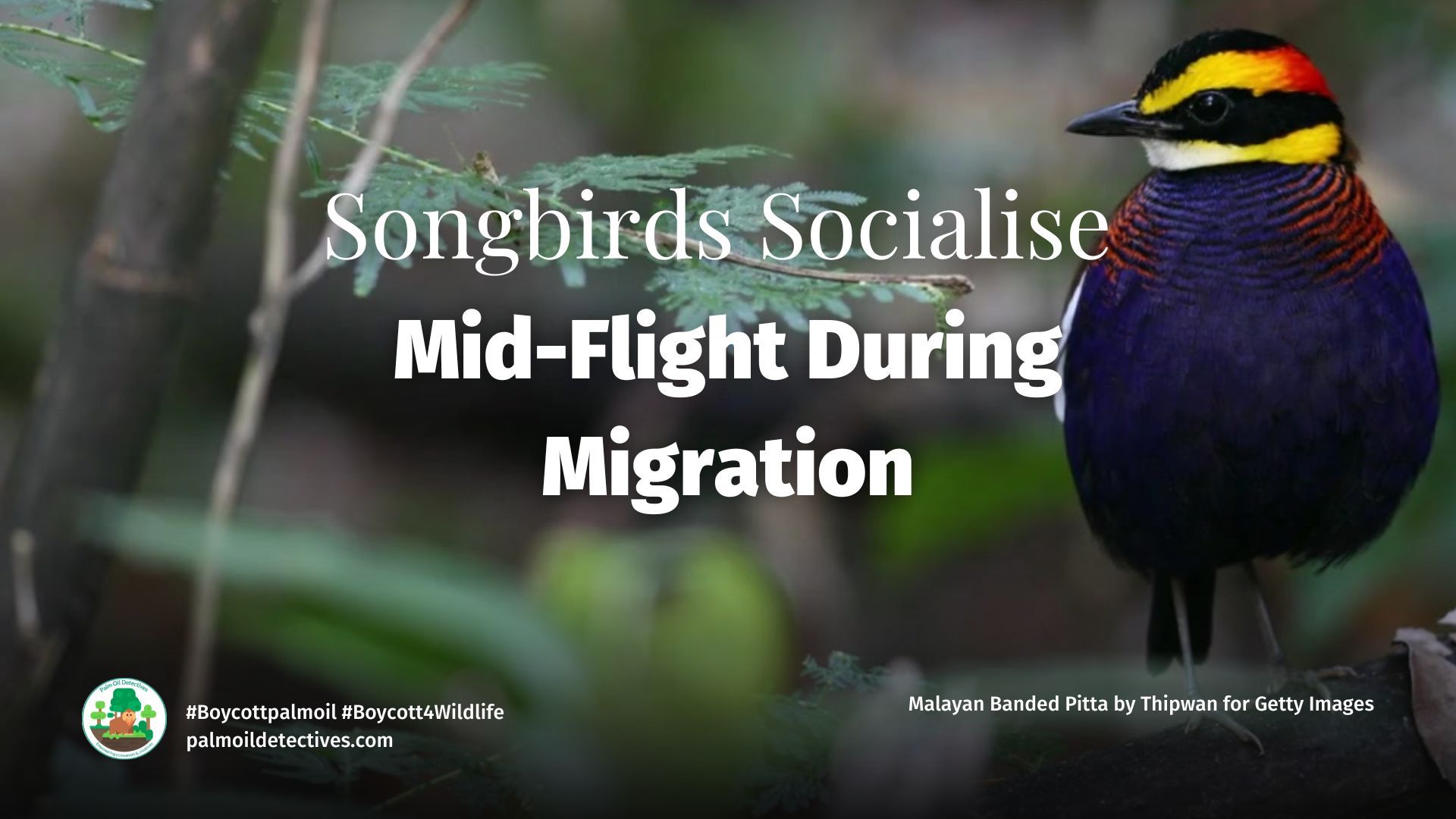 Songbirds Socialise Mid-Flight During Migration – Palm Oil Detectives