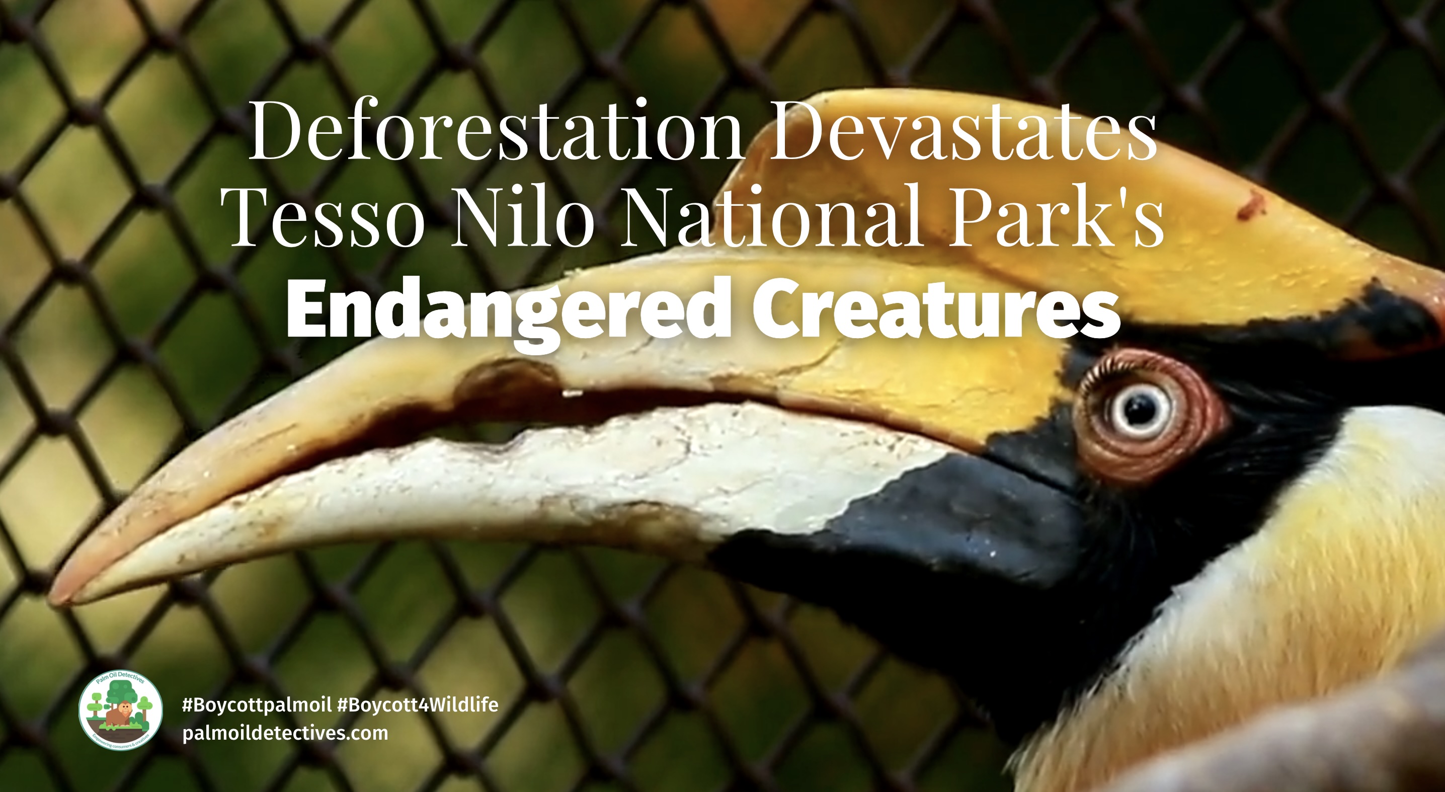 Deforestation Devastates Tesso Nilo National Park’s Endangered ...