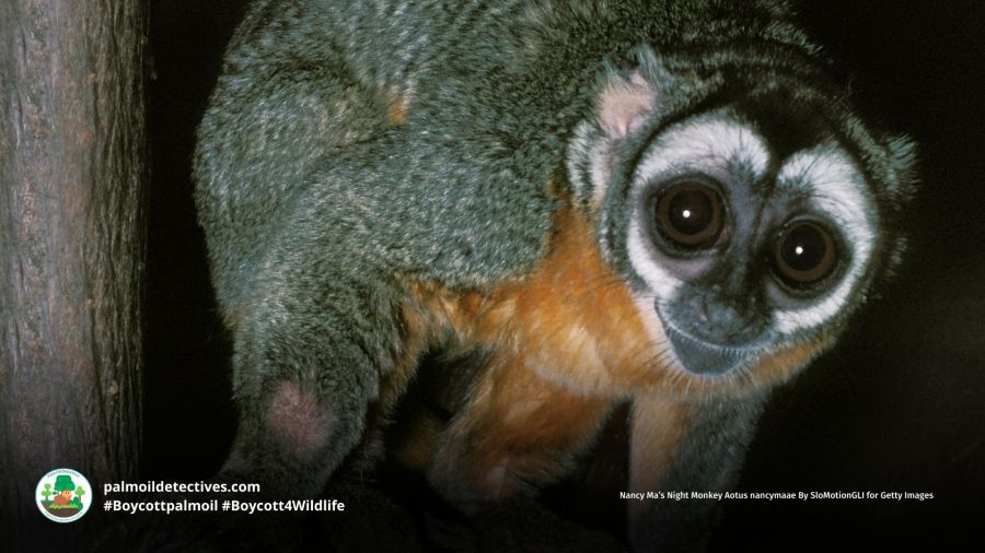 Nancy Ma’s Night Monkey Aotus nancymaae
