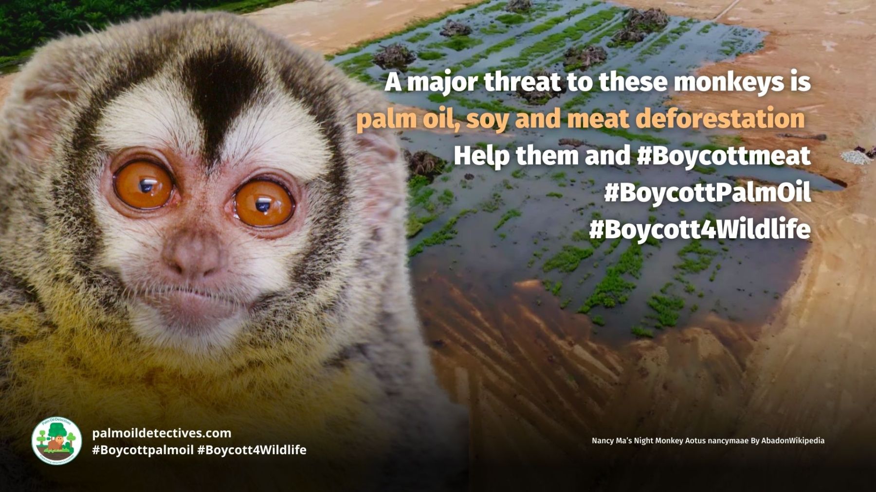 Nancy Ma’s Night Monkey Aotus nancymaae – Palm Oil Detectives