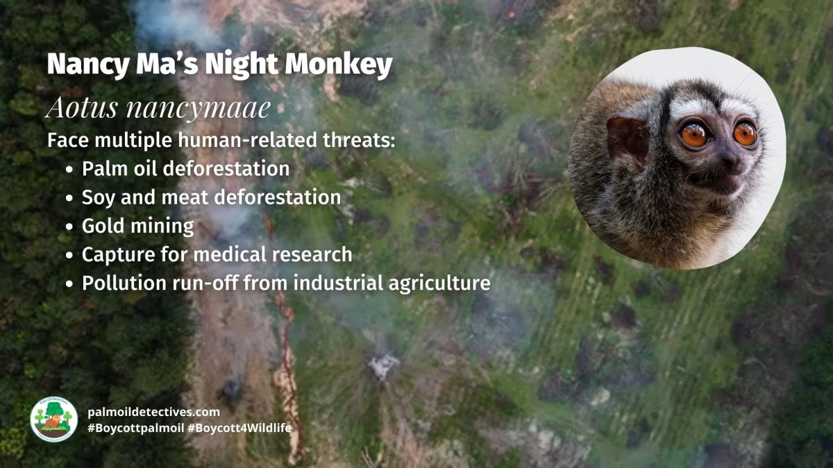 Nancy Ma’s Night Monkey Aotus nancymaae – Palm Oil Detectives
