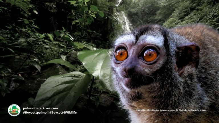 Species Endangered by Palm Oil Deforestation – Palm Oil Detectives