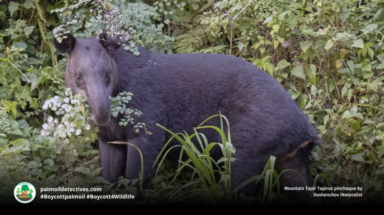 Mountain tapir facts, habitat and range in the Andes - Palm Oil Detectives